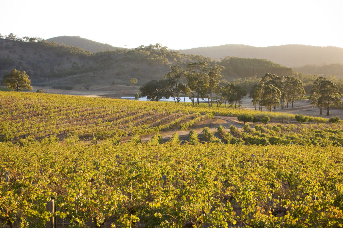 VISIT: THE SPICY AND FULL-BODIED VICTORIAN PYRENEES | GRAM Magazine